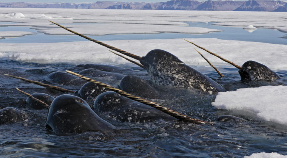Moby Dick — A Story for Silicon Valley Entrepreneurs | by Will Bunker ...