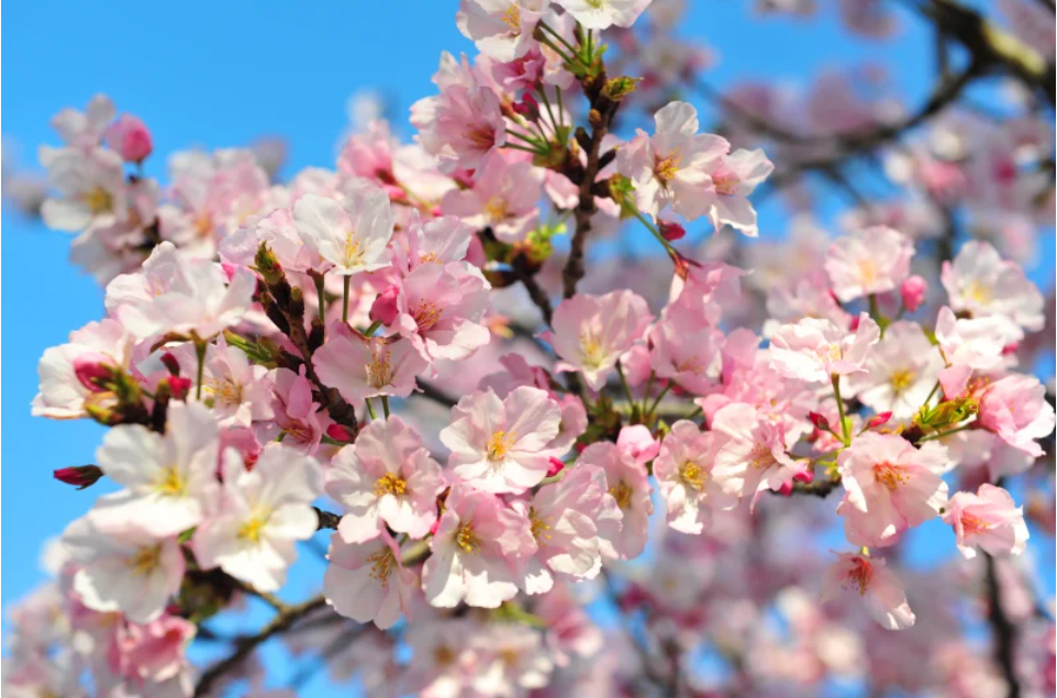 7 Good Haikus for this Spring Season | by Jack He | Medium