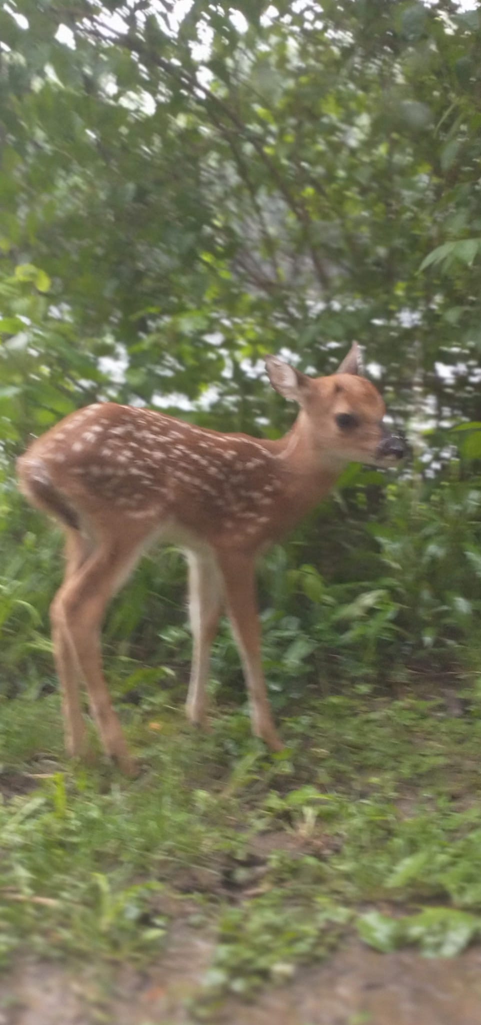 Sweet little Deer. This just happened; the baby deer was… | by Andrew ...