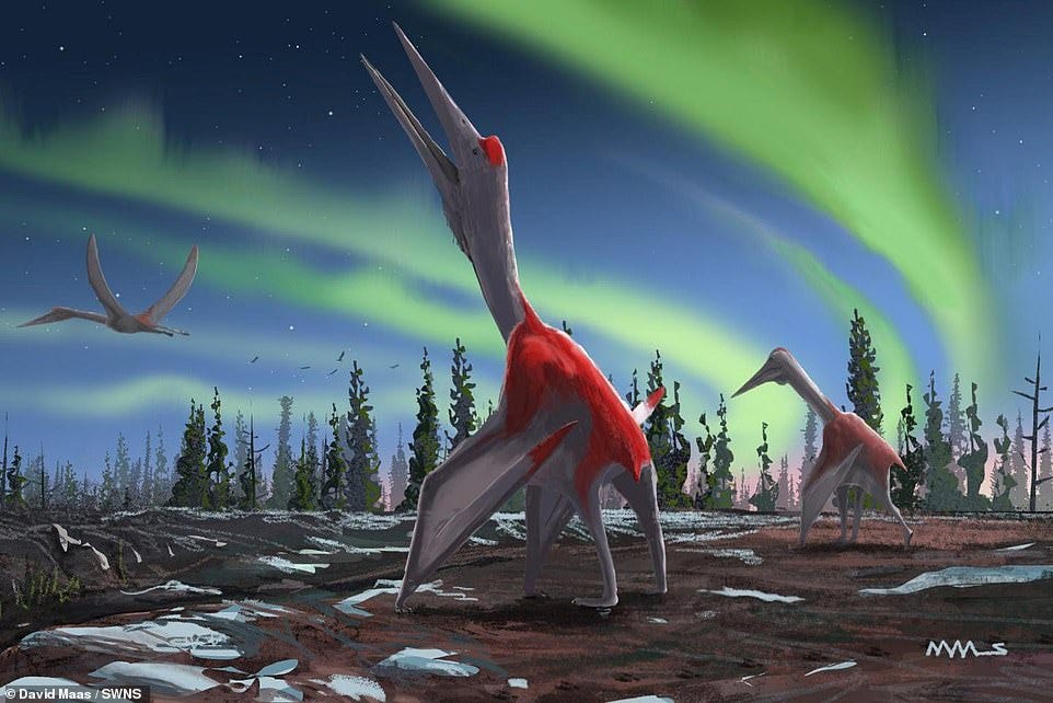 Study Reveals 76 Million Year Old Tooth Mark on Young Pterosaur Fossil ...