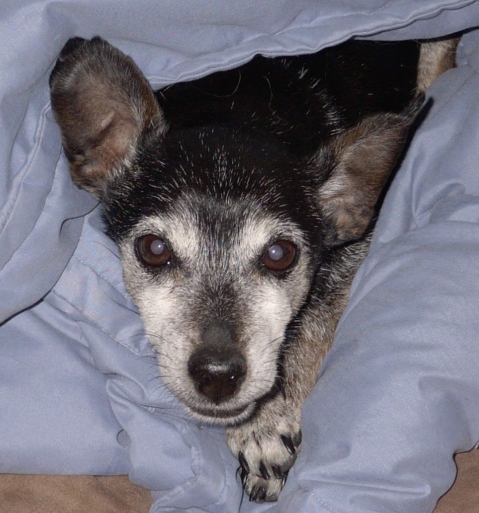 Remembering Shanti. A dog with a heart as big as the ocean | by Ute ...