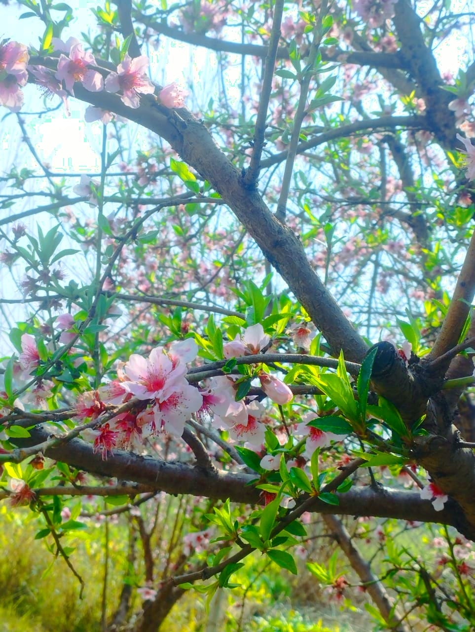 Blooming Through the Amal Fellowship | by Aesh | Jun, 2024 | Medium