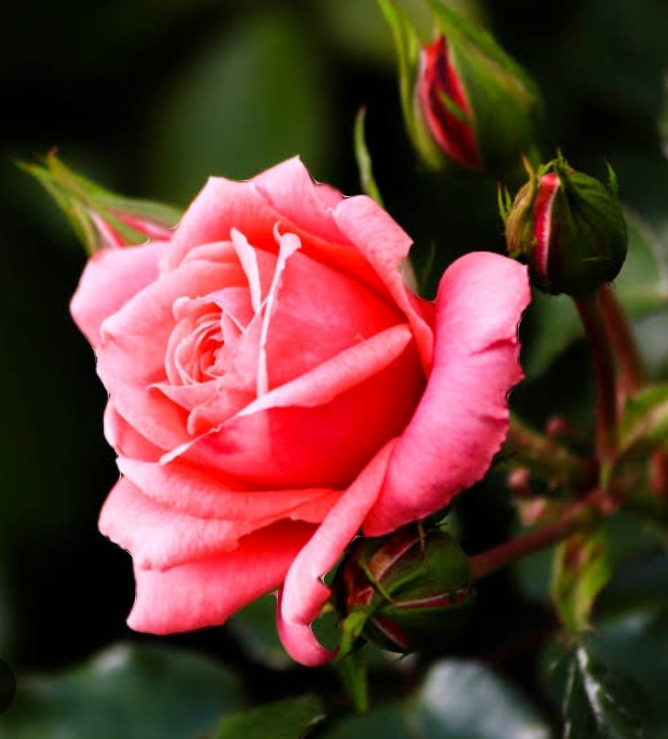 Fais-le bien!. DO IT WELL | by Queen Esther | Dec, 2024 | Medium