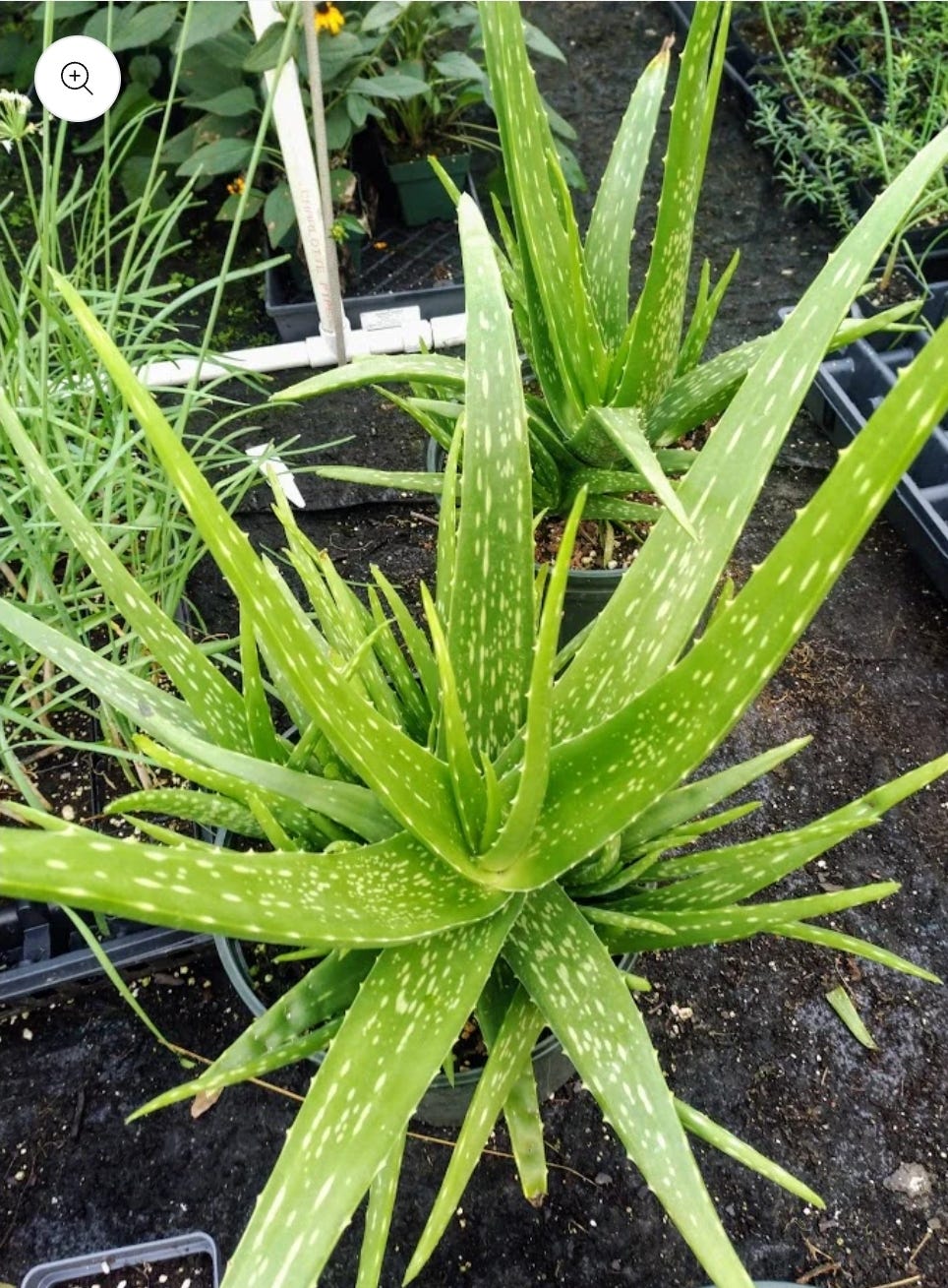 **Aloe Vera: Nature's Healing Marvel** | by Hiba | Medium