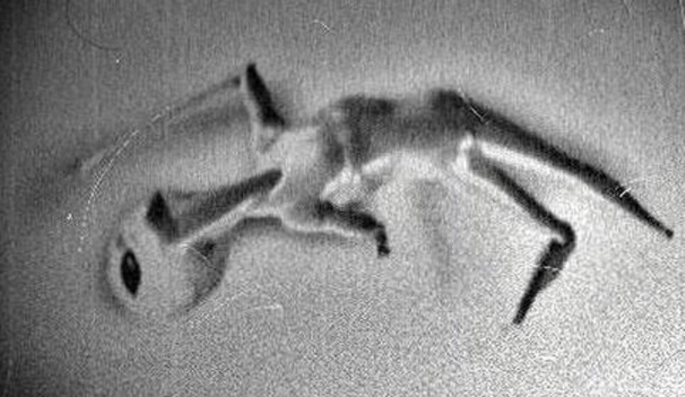 Molecular Biologist Reveals Exo-Biospheric-Organisms Study Program ...