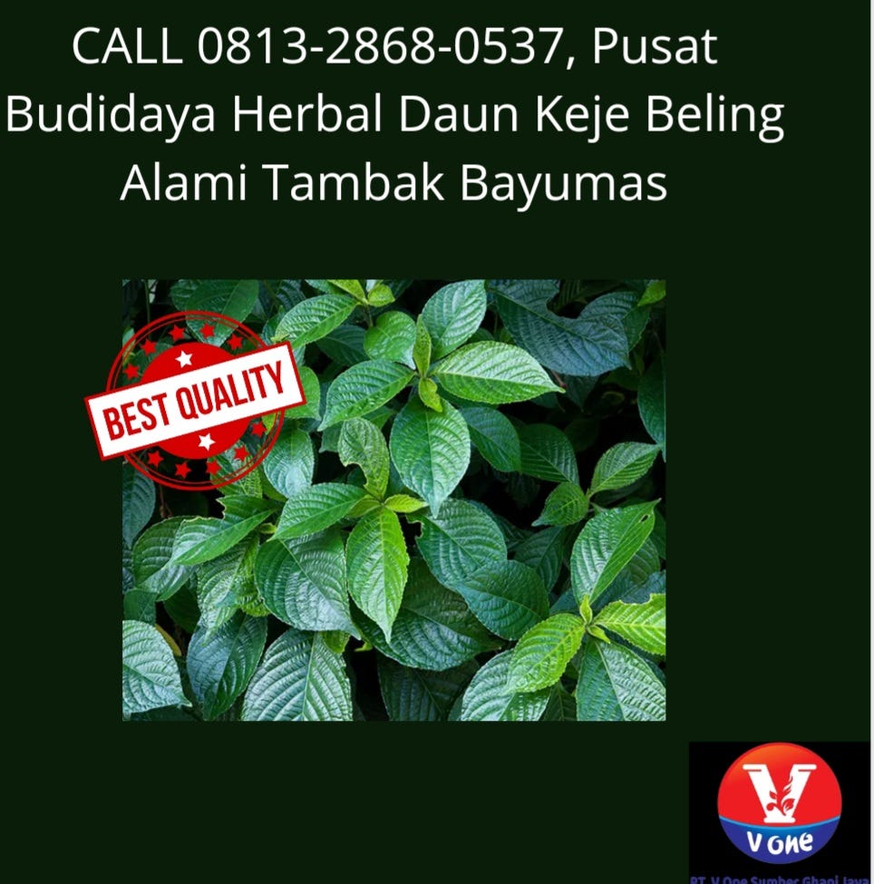 Daun 1 Pusat Budidaya Herbal Daun Keje Beling Alami Tambak Bayumas ...
