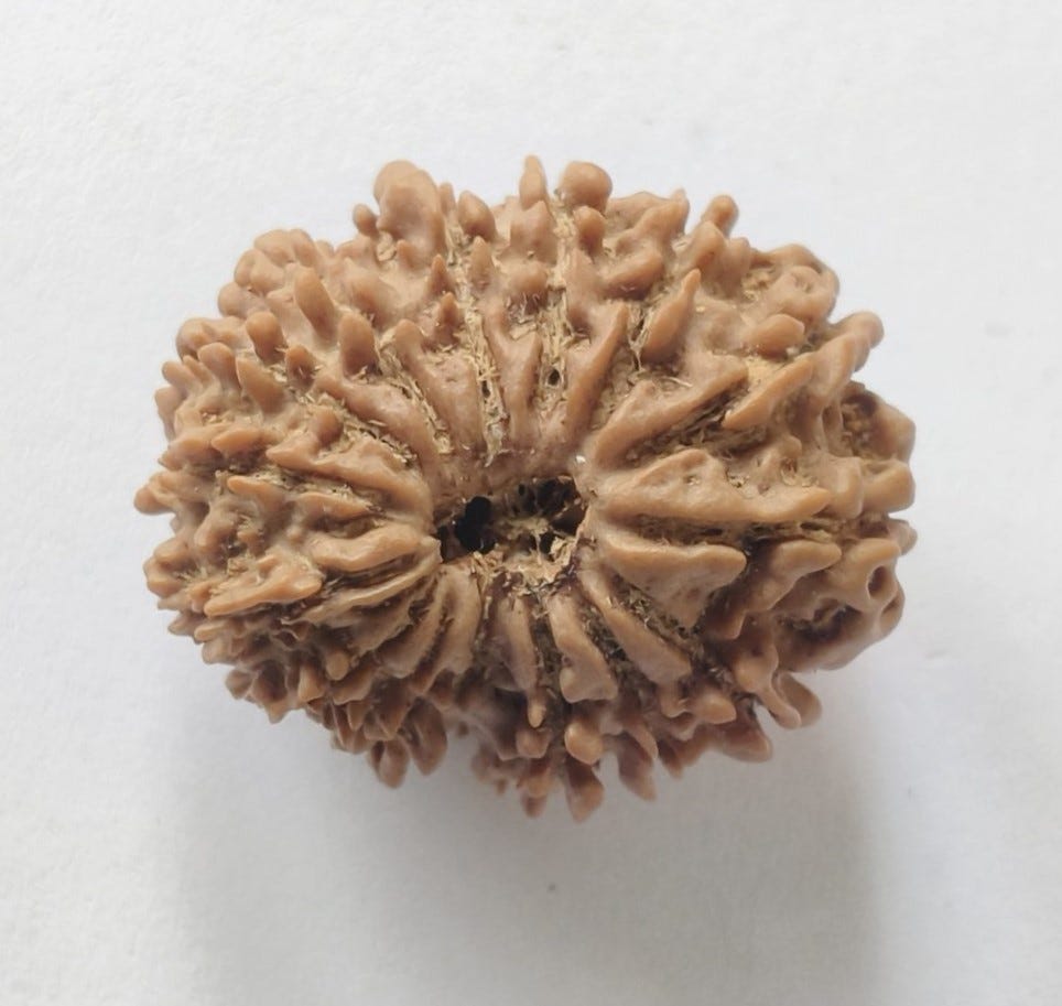 15 Mukhi Rudraksh at Best Price in India — kailasharudraksh | by Kailasha Rudraksha | Mar, 2024 ...