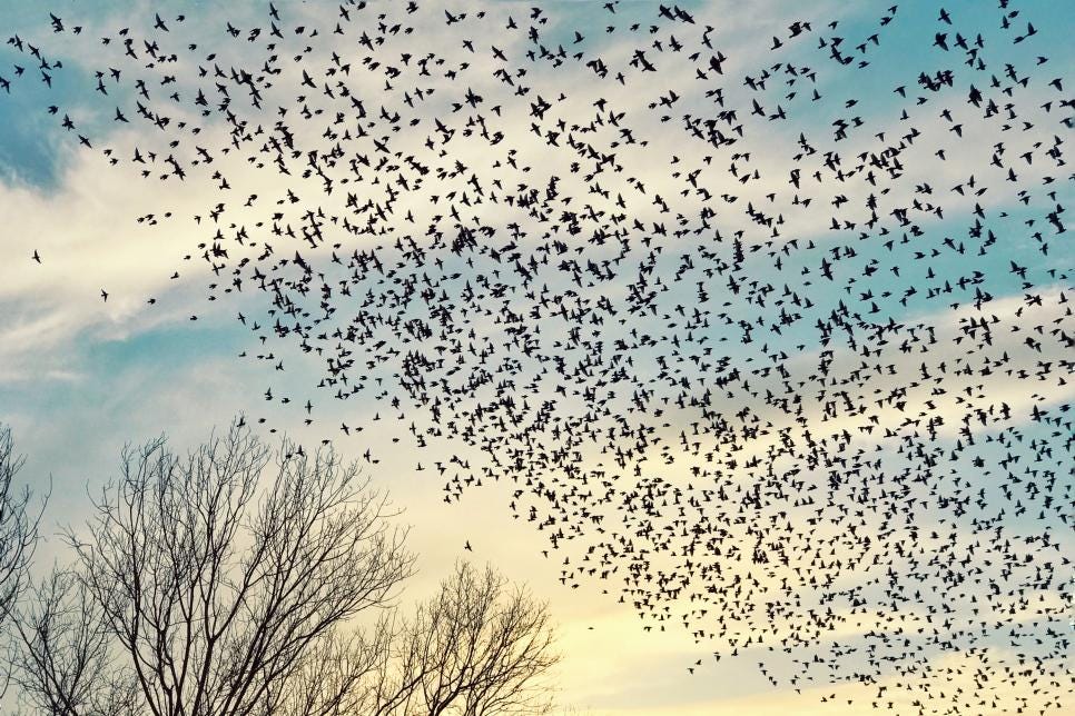 Our Birds Are Falling From Our Skies! | by fran rooks | Medium
