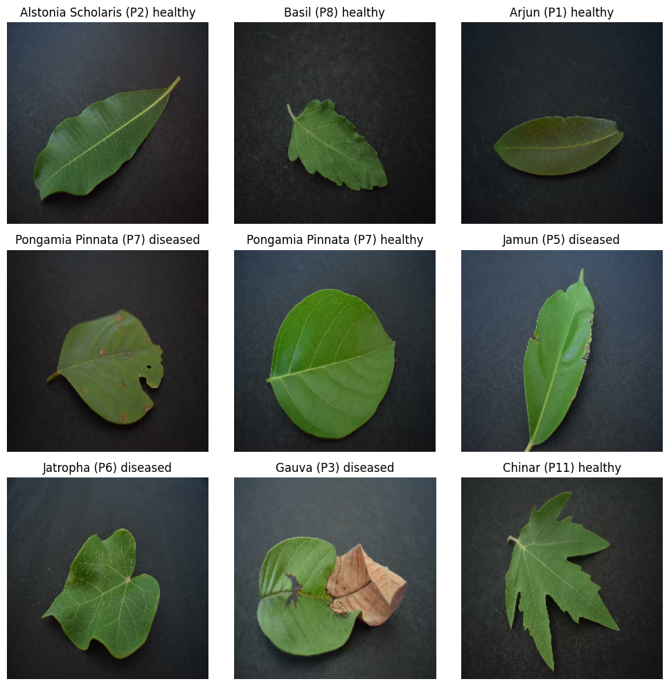 🌿 Detecting Plant Leaf Health Conditions Using Transfer Learning in TensorFlow | by Celia ...