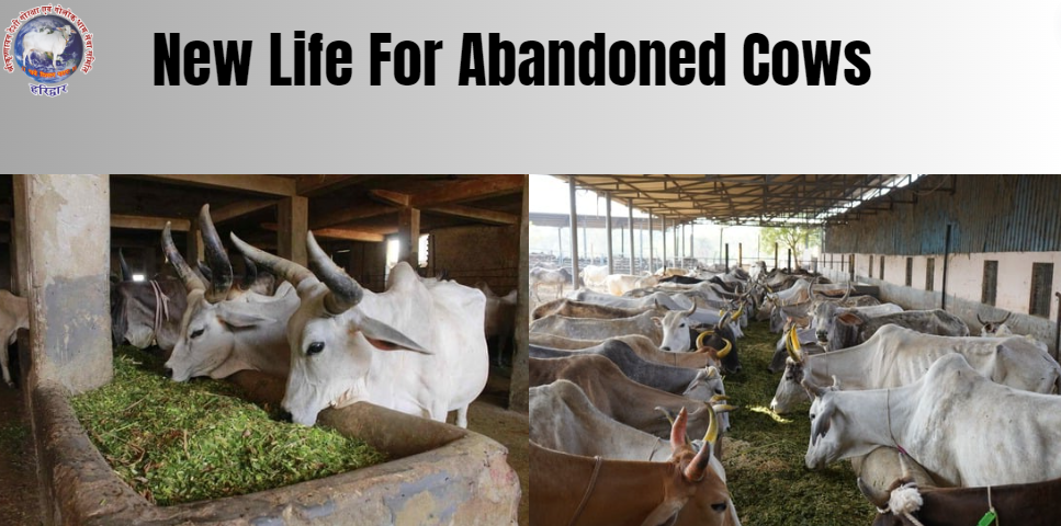 Fodder for Cows: Why It Matters. In many parts of the world, once a cow ...
