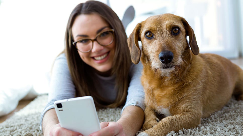 Pet App Development Ideas That Have Gone Mainstream | by Nitish Gumber | Medium