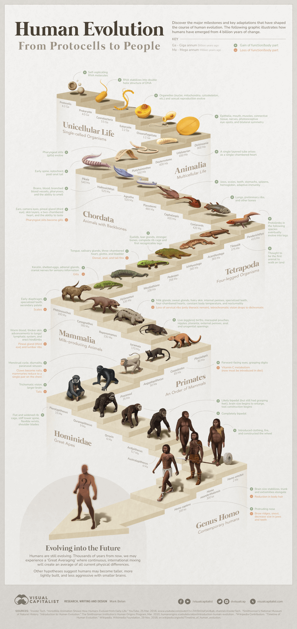 《Human Evolution》:. Apes to Astronauts/ Monkeys to Minds | by Shyn.b ...
