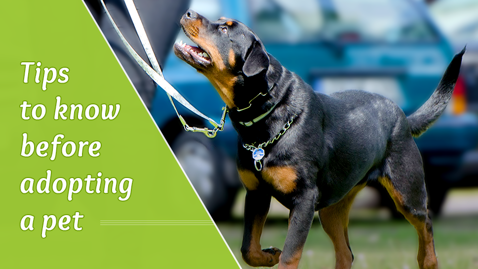 Important tips to know before adopting a pet | by Safari Veterinary ...
