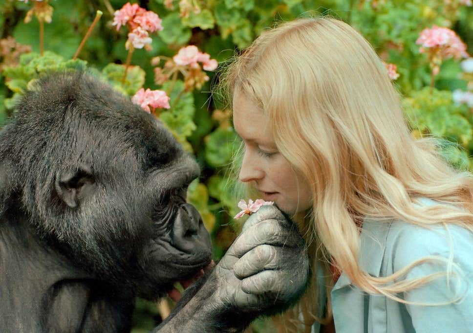 HOW CLOSE ARE WE TO TALKING TO ANIMALS? | by JZL CK | Psy-Lens | Medium
