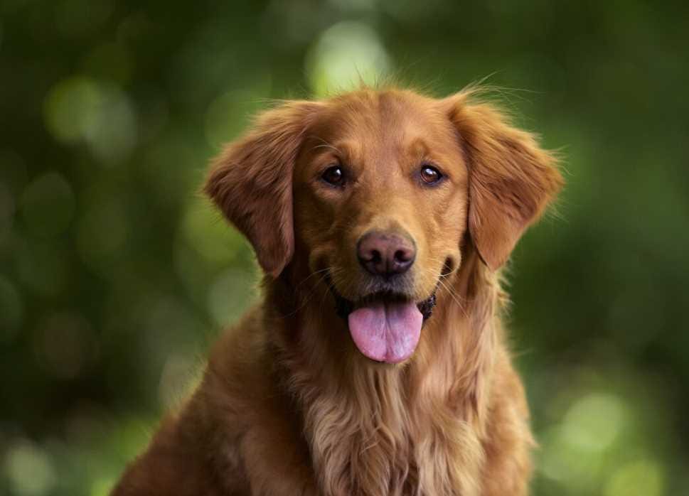 Cynophobia (The Fear of Dogs): Are You Cynophobia? | by Anika Aarya ...