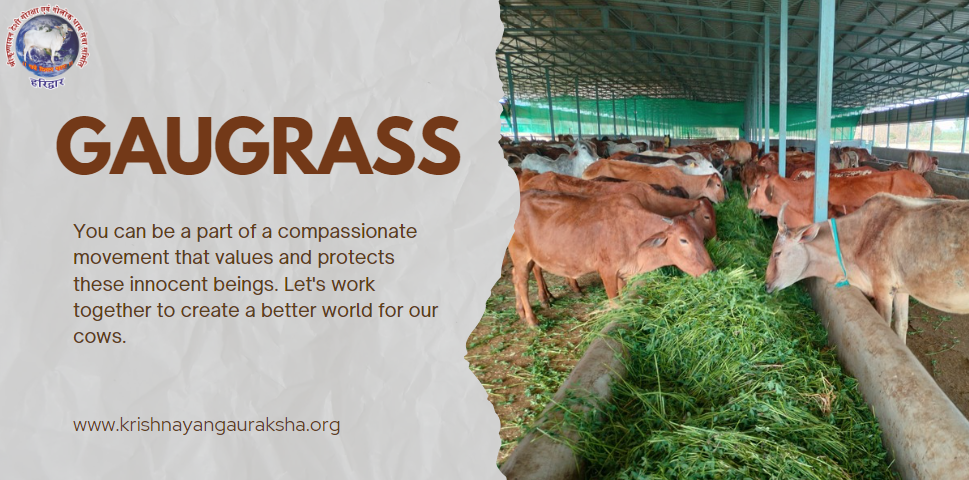 Fodder for Cows: Why It Matters. Cows are often seen as symbols of ...
