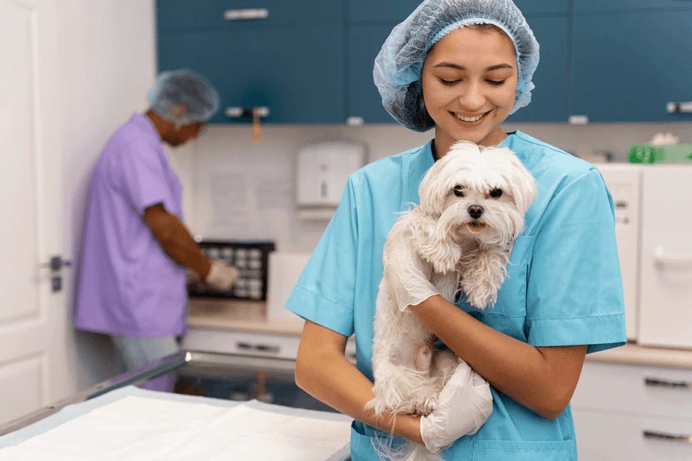 Preventative Care Tips from Your Local Vet Clinics | by Snobby Pets Vet ...