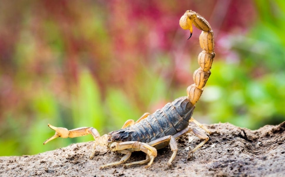 EGIPTIAN THUNDERSTORMS HAVE UNLEASHED DEADLY SCORPIONS IN HOMES OF ...