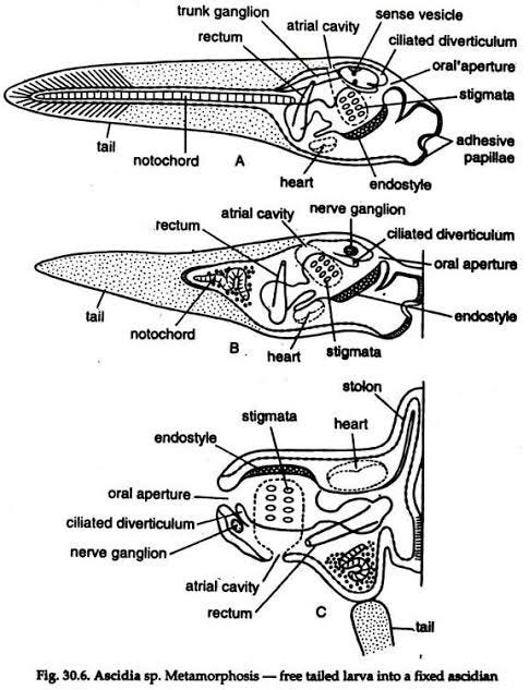 Urochordata Diagram