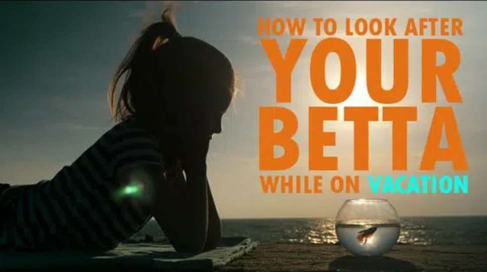 How do I look after my betta fish when I am on vacation? - Nice Betta ...