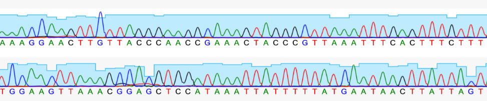 NGS, Sanger & PacBio sequencing in Antibody Drug Discovery | PipeBio