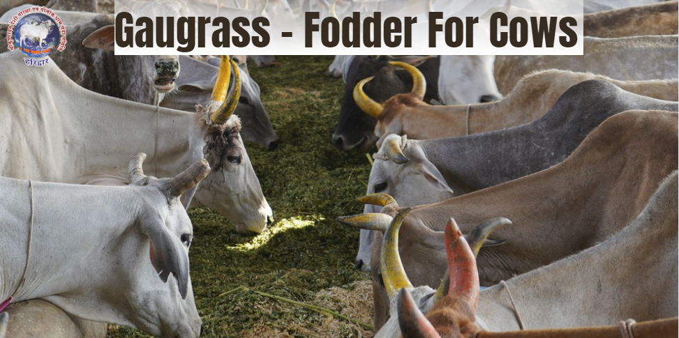 Fodder for Cows: Why It Matters. In many parts of the world, once a cow ...