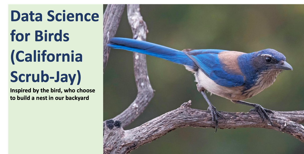 Why would a bird use data science? | by Vasanth Thirugnanam | Medium