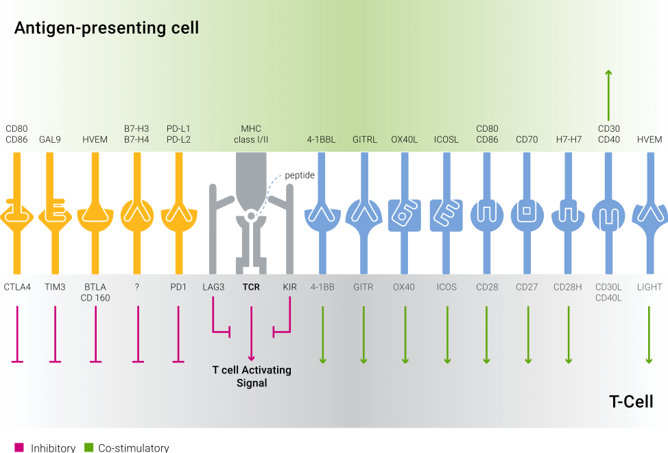 Immune Checkpoints. Immune checkpoints are critical… | by Murari Ambati ...