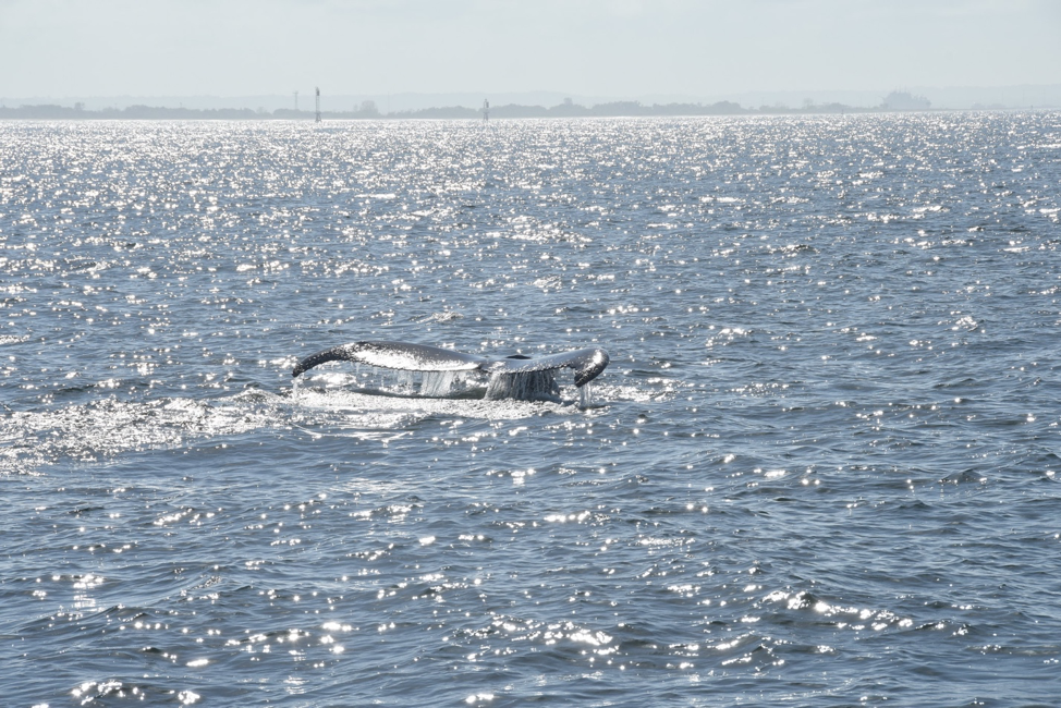 Measuring Harbor Water Quality: Using Data to Show Success | by NYC ...