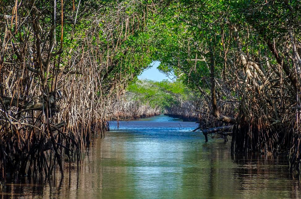 Braving the Intertidal Zone. Mangroves | by Isabella Armour | Botany ...