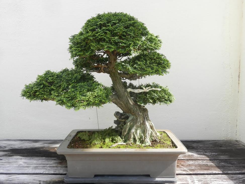 The Divine Tree. Hinoki Cypress | by Isabella Armour | Botany Thoughts ...