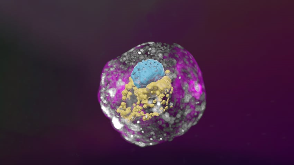 Artificial Embryos Reveal Secrets of Early Development | by Ilia Yasny ...