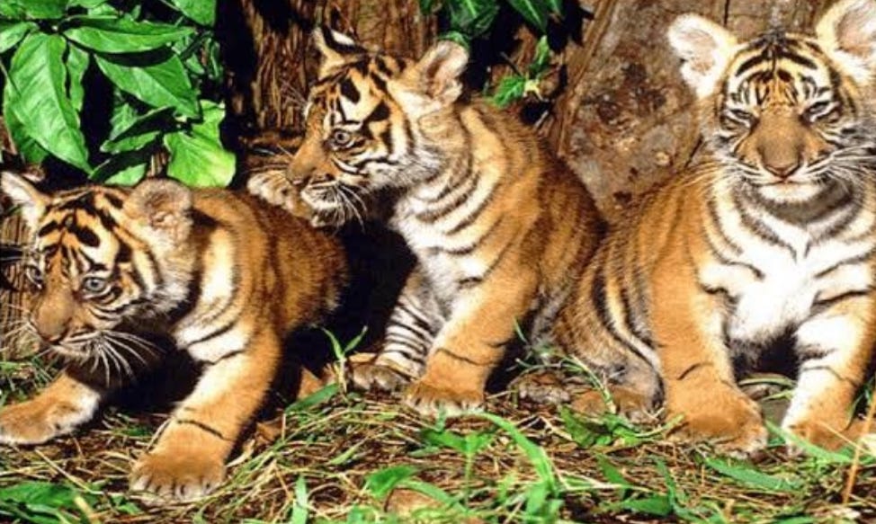Jennifer’s Tigris. A poem | by SAN---MYSTIC | Medium
