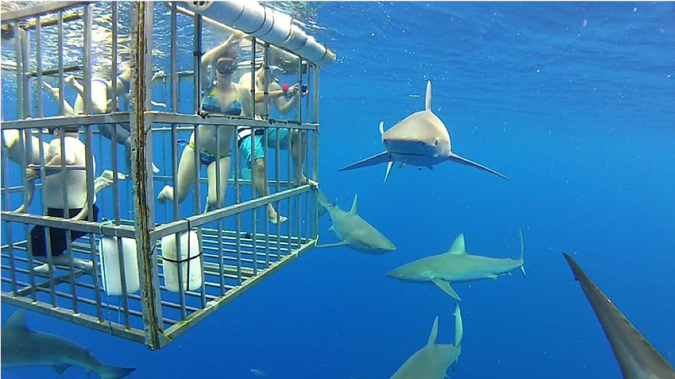 Making waves in conservation: Cage-diving with sharks gives ecotourists ...