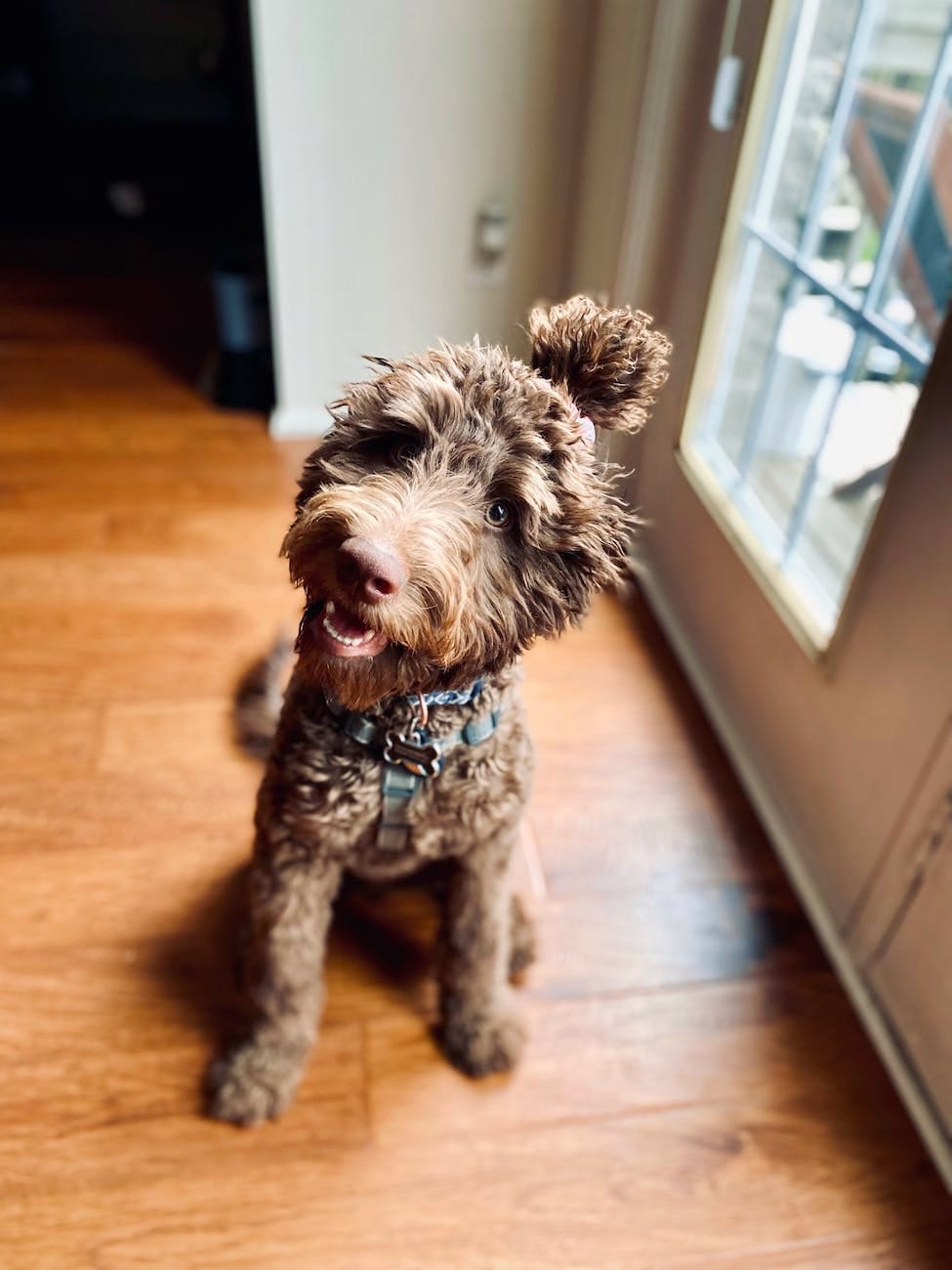 Labradoodles: Here’s Why You Need One! — Fur The Pup’s Blog | by Fur ...