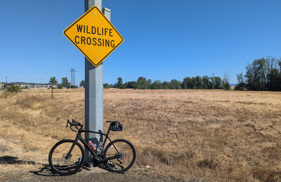 How I Became a Bicycling Volunteer Roadkill Photographer | by Matt ...