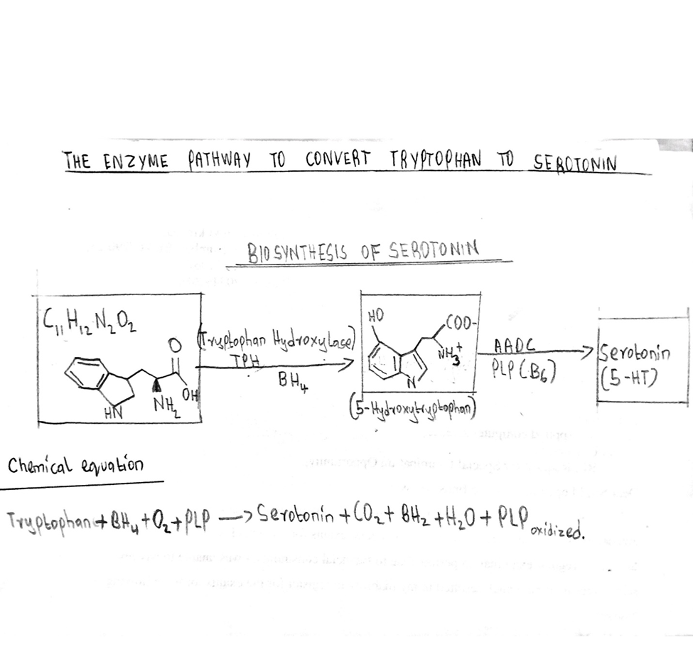 Enzymatic Conversion of Tyrosine and Tryptophan into Serotonin ...