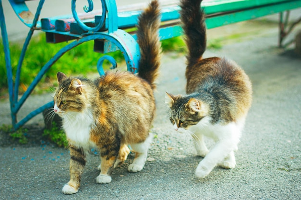 Stray Cats: Overcoming Fears and Concerns about Adopting | by Cuddle ...