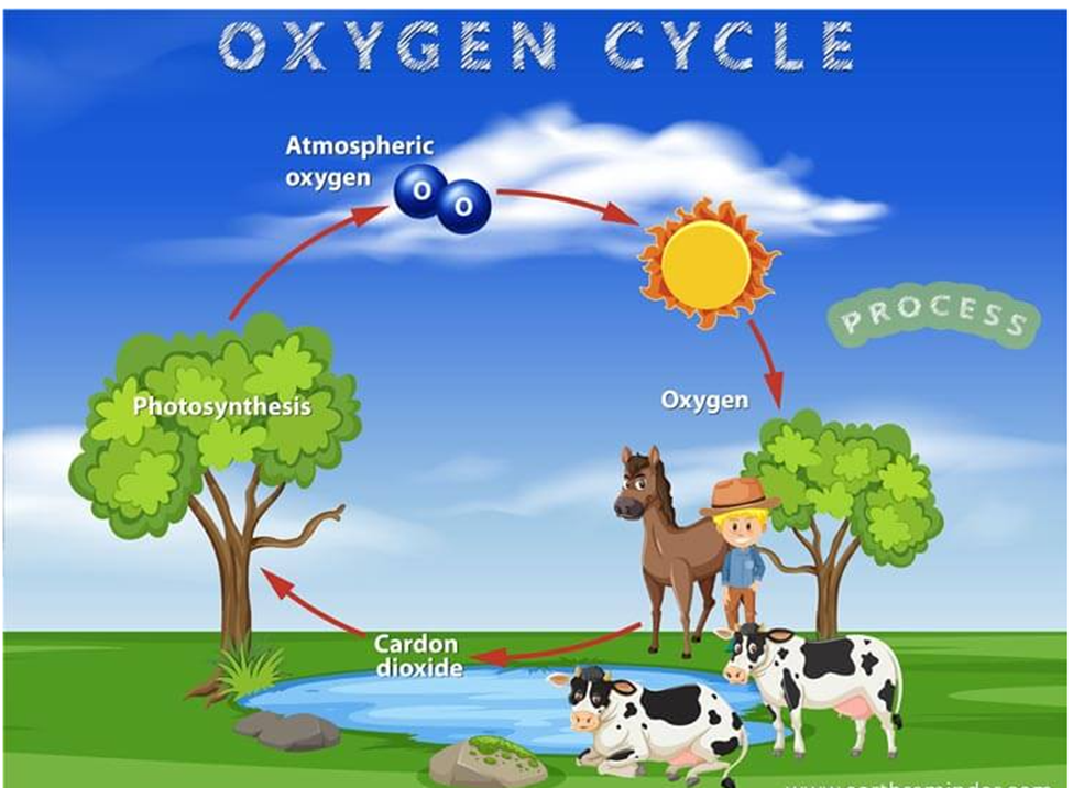 The Indispensable Role of Oxygen in Sustaining Life | by Dr. Sidra | Medium