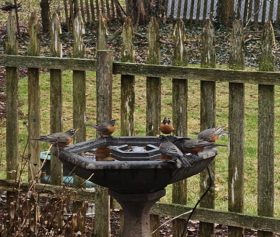 “Growing Pains”. Hundreds of sparrows are conversing in… | by Dawn Kane ...