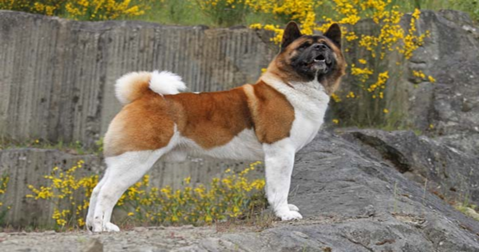 5 Best Guard Dog Breeds For Your Family | by Sadaf Ahmad | Medium