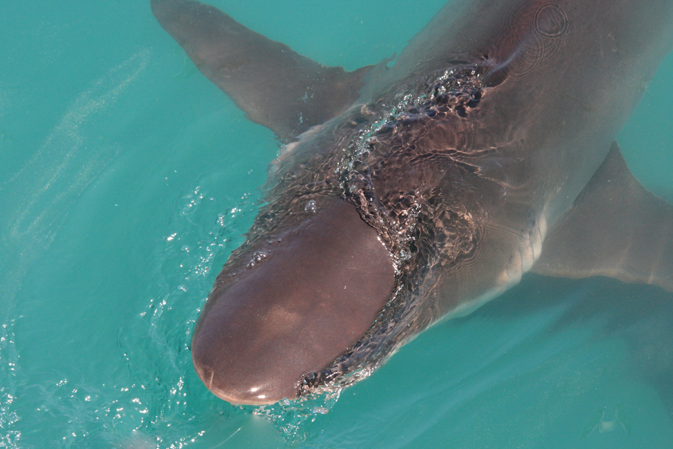 The Third Eye. …of sharks, and some other creatures… | by Elizabeth ...