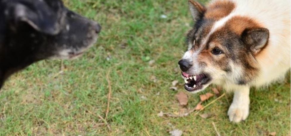 How to Handle Aggressive Behavior in Dogs Toward Other Pets | by Shoaib ...