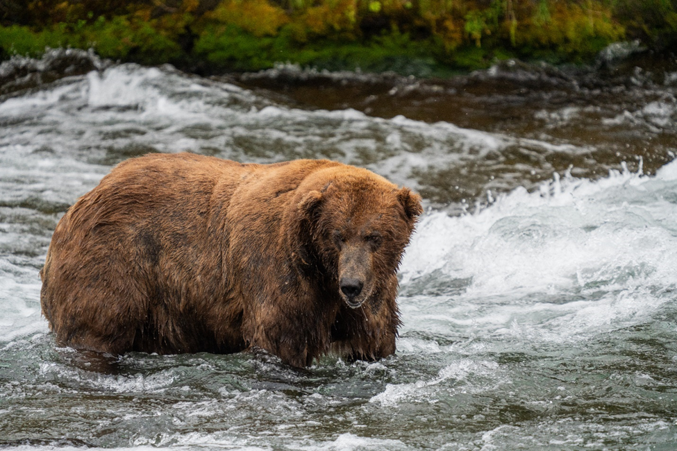 Fat Bear Week celebrates Rivers of Food | Medium