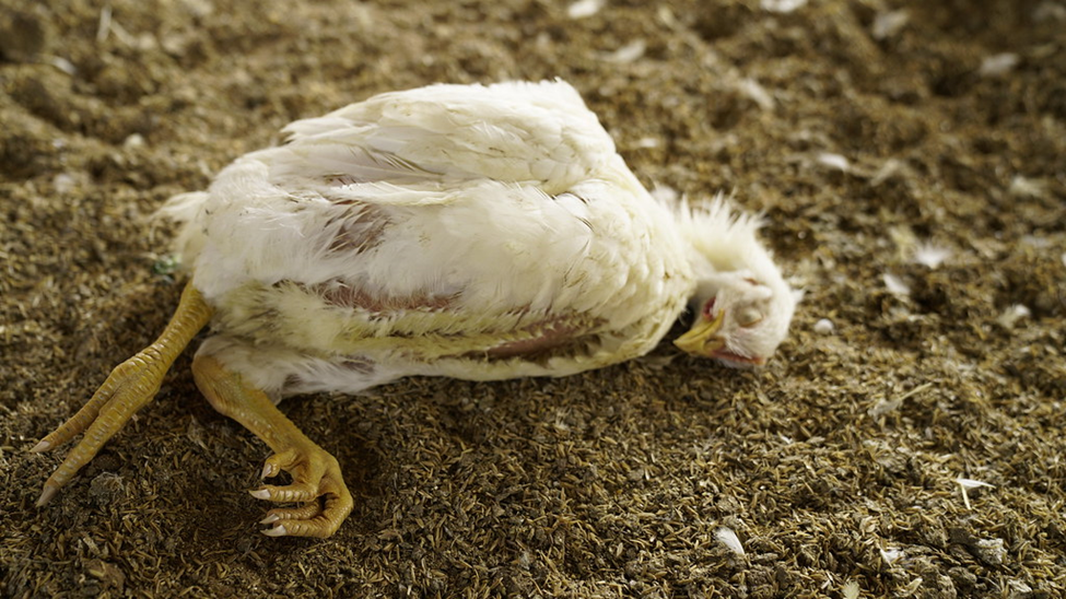 Why Do We Have to Take This Chicken-Speak from Chicken Joe? | by At The ...