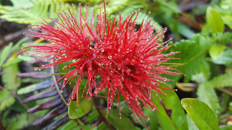 Protecting Oahu’s native forests. by Sharon Higa | Sept. 21, 2022 | by ...