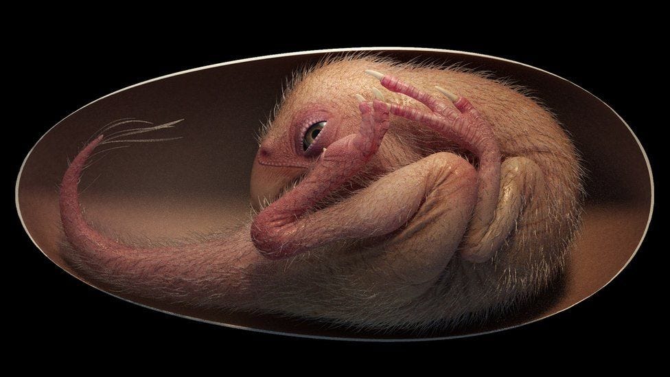 A Perfectly Preserved 66 Million Years Old Dinosaur Embryo Discovered ...