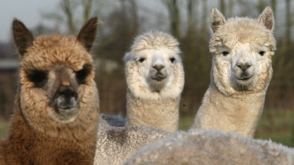 Some farms use alpacas to protect Turkeys - Owais Abbas - Medium
