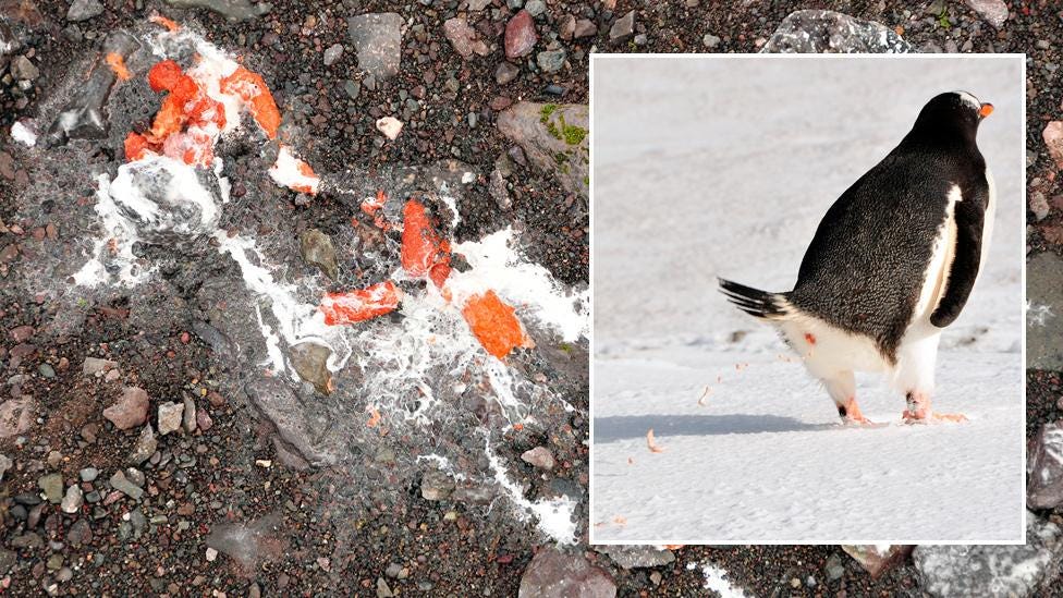 The Bright Red Truth. How Penguin Poop Reveals Conservation… | by Steph ...