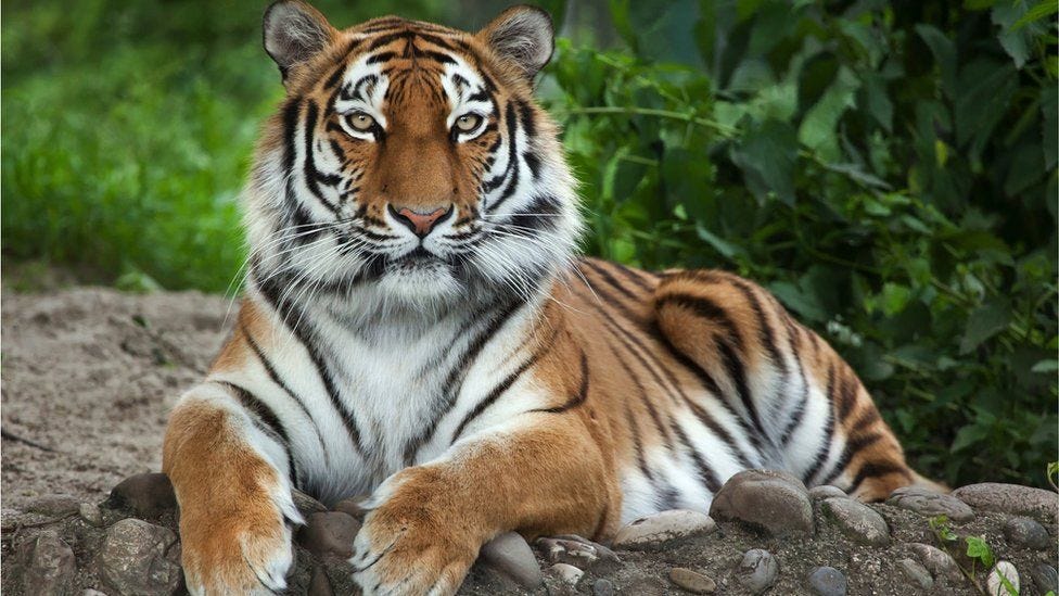 How To Help Save Tigers - Social Scolar - Medium